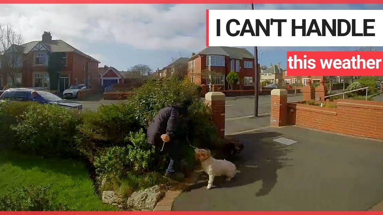 Hilarious moment dog walker lands in bushes after yanking the handle ...