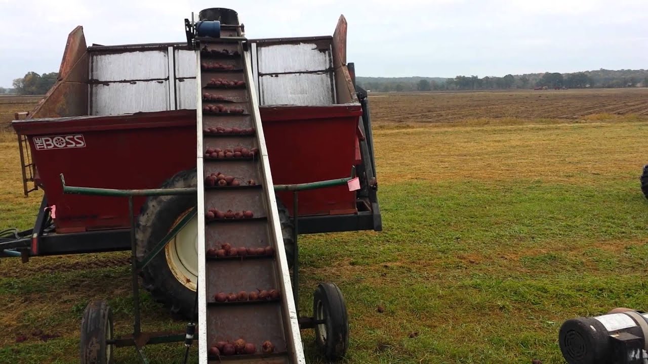 Table beet sizing and cleaning - YouTube