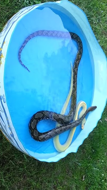 My snakes retic python and a green Burmese Burmese - YouTube