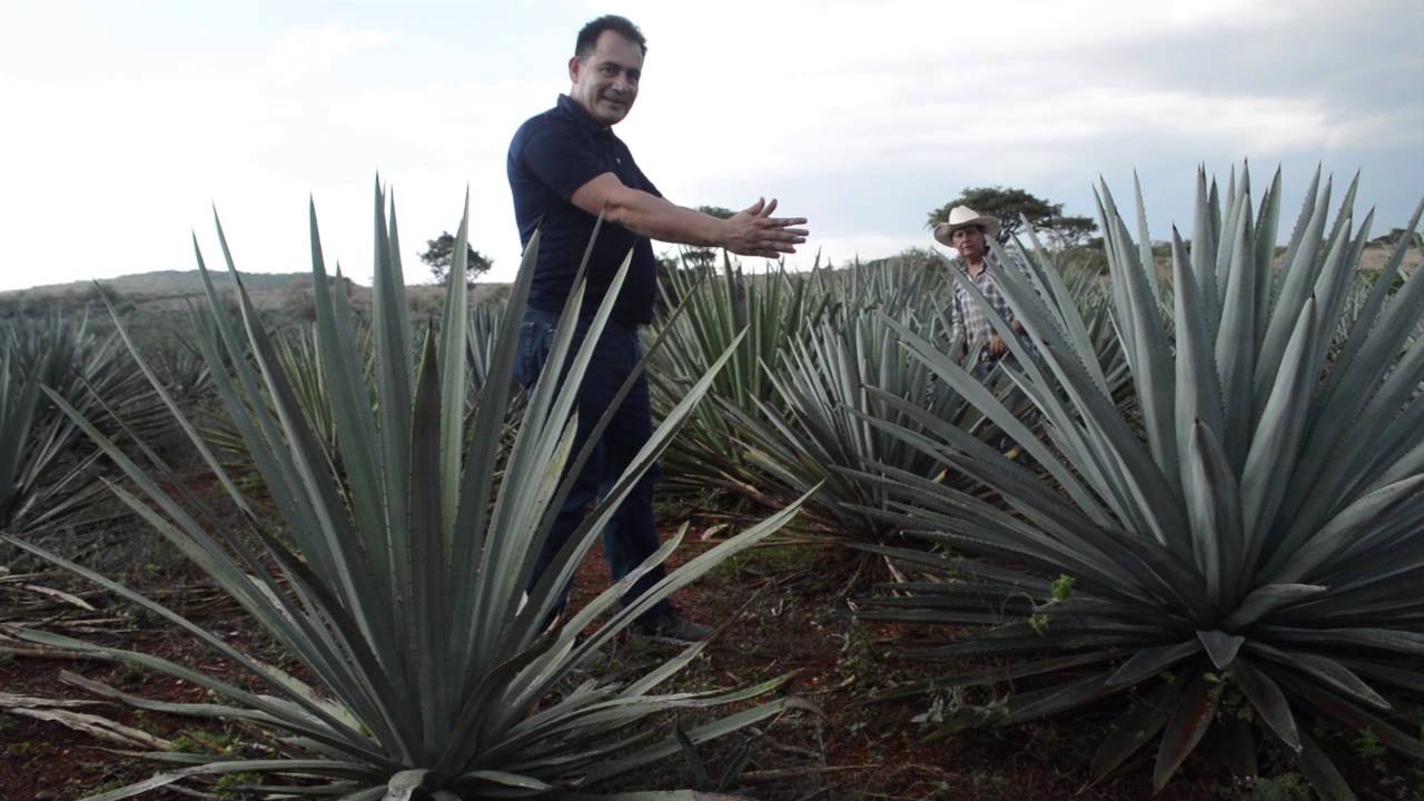 Agave Espadín [Apetlanca, Gro] Mezcales de Guerrero. - YouTube