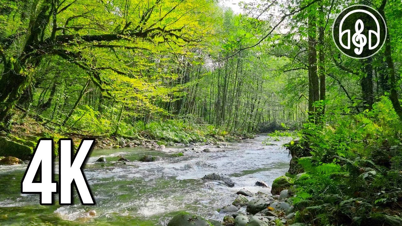 Sounds of nature. 4K video of a gentle mountain river with forest birds ...