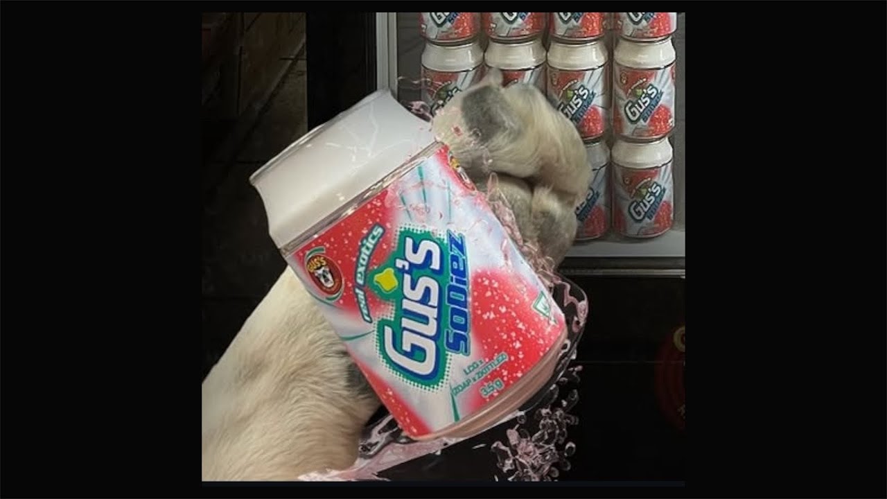 RED SODIES from GUS'S REAL EXOTICS STRAIN REVIEW - YouTube