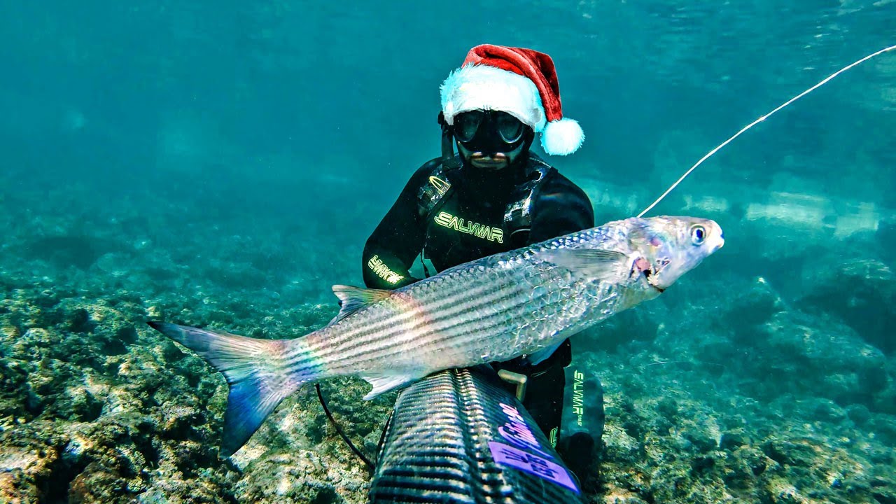 Spearfishing Croatia vs Christmas Session December 2023 4K 🎄🎅🏼 🇭🇷 - YouTube