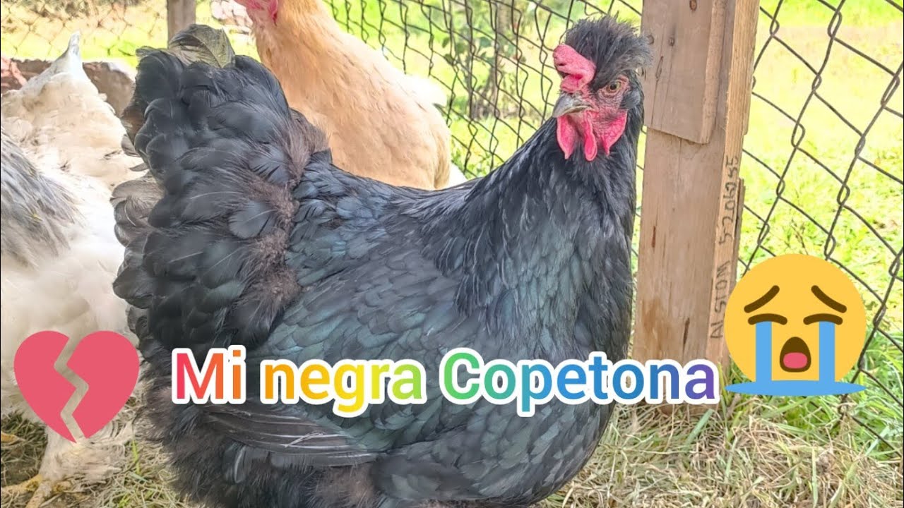 Muri0 mi GALLINA negra COPETONA, te cuento que le pasó 😭 se pierde el ...