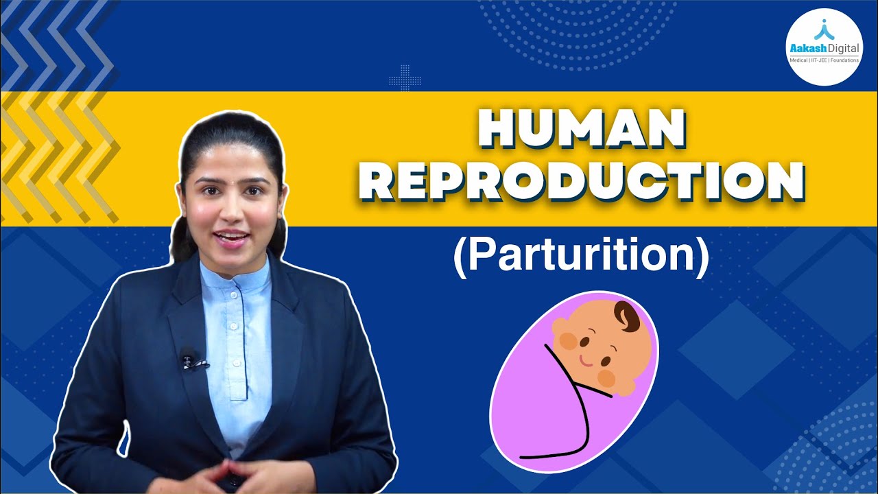 Understanding Parturition: A Detailed Breakdown | Biology Made Simple ...