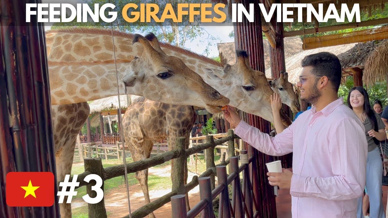 Safari at vinpearl phu quoc in Vietnam | Must visit Vin Safari - YouTube