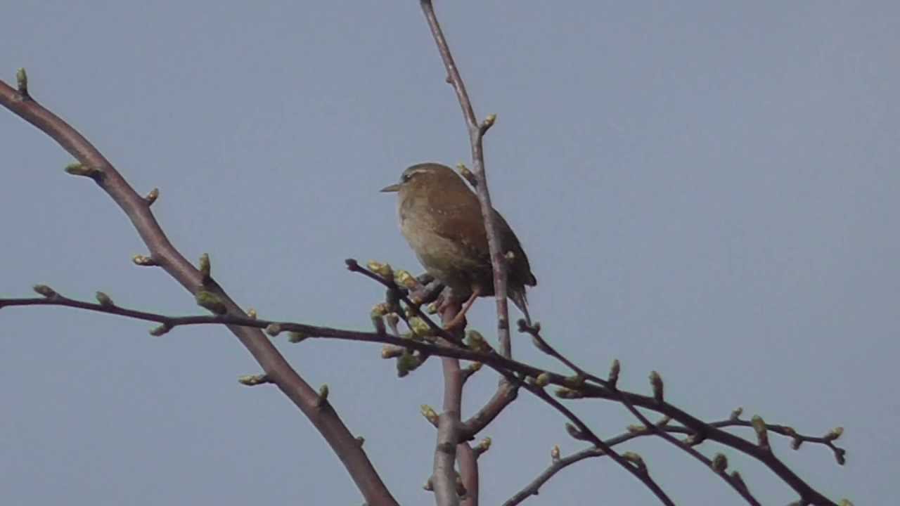 Goldcrest & Wren - in close-up - YouTube