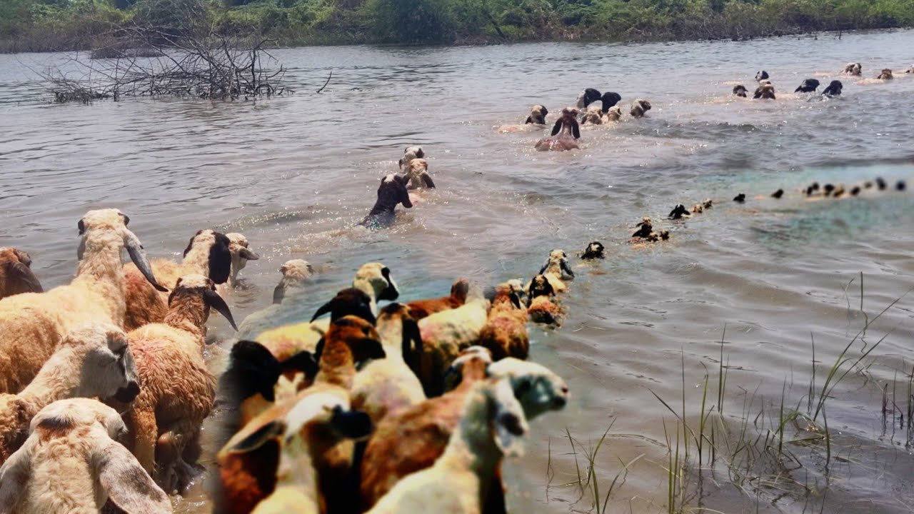Sheep Swimming In River - YouTube