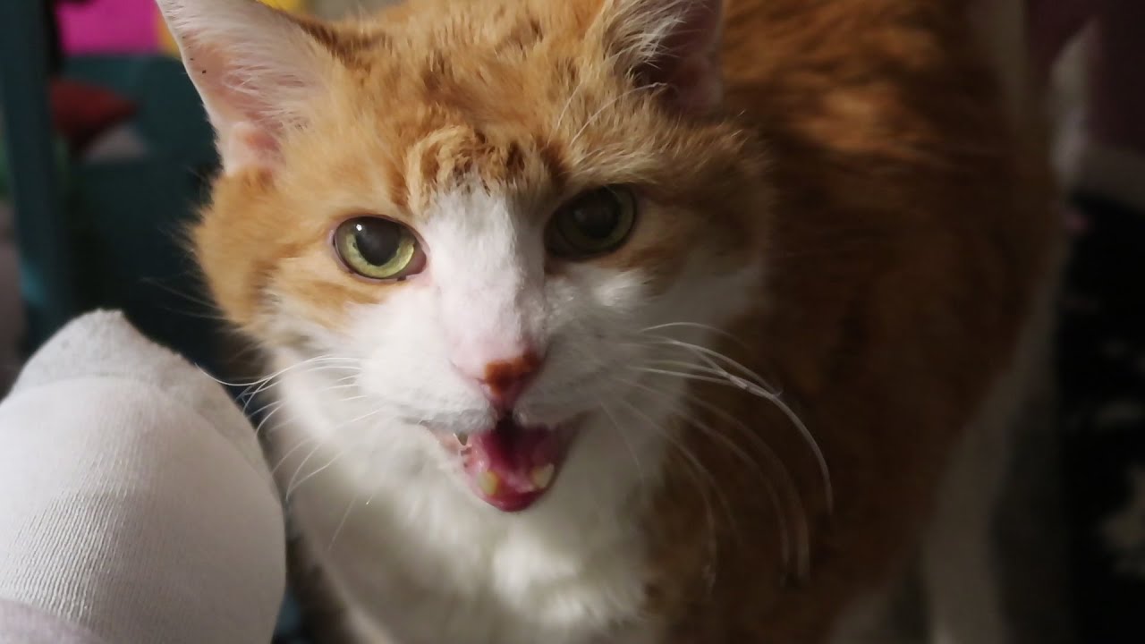 Oh Meow - YouTube