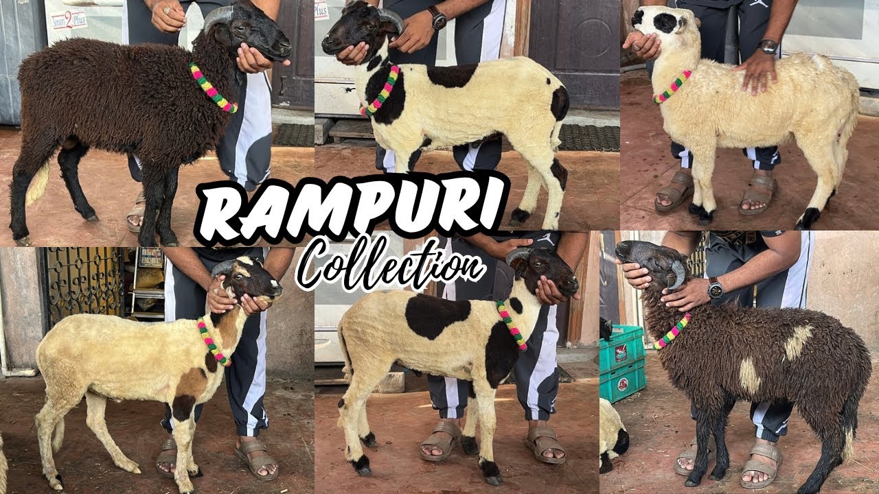 Top Quality Rampuri Collection Available | - YouTube