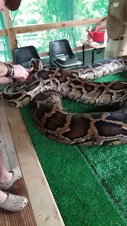 15 foot long Burmese python part 3 - YouTube