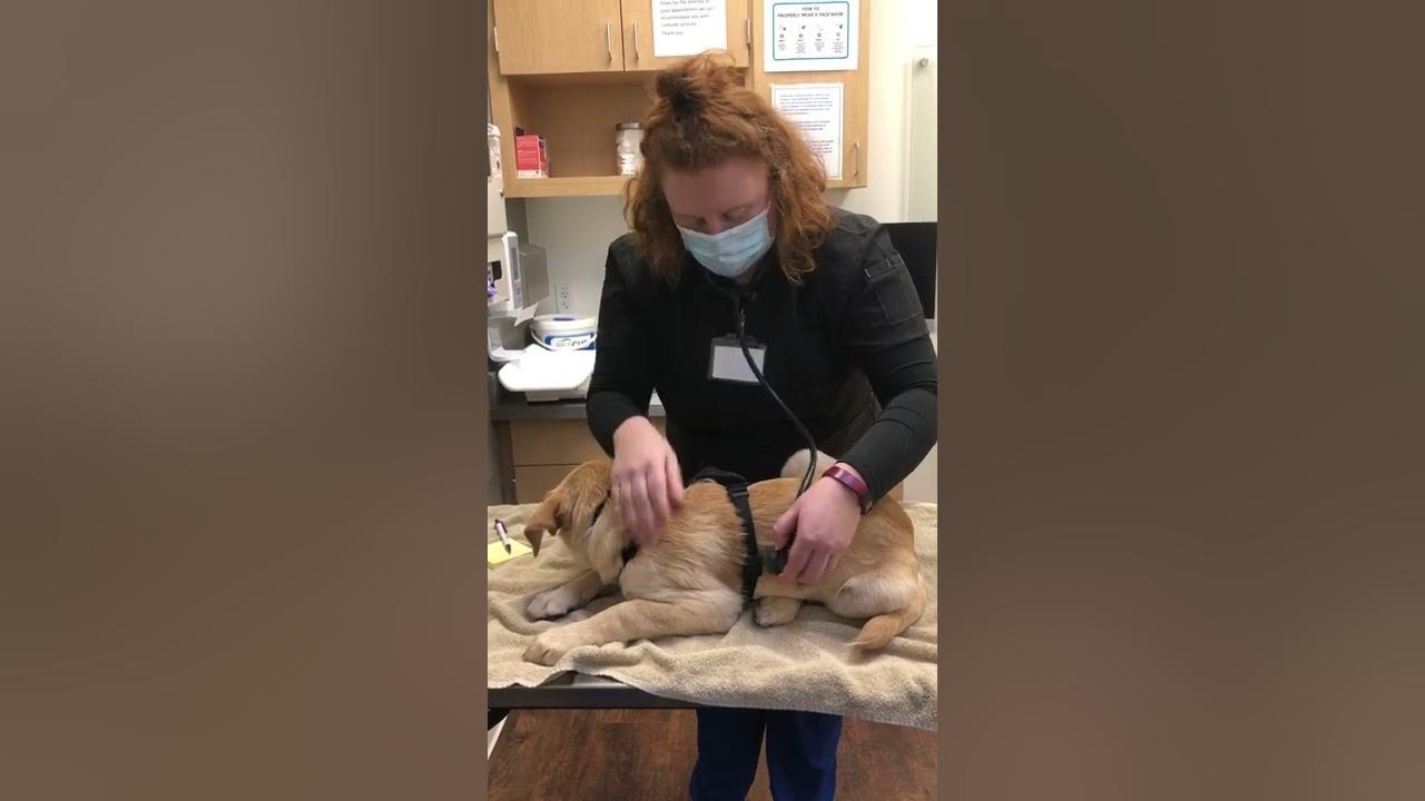 Skill #8 Penn Foster Veterinary Technician Program, part 1 - YouTube