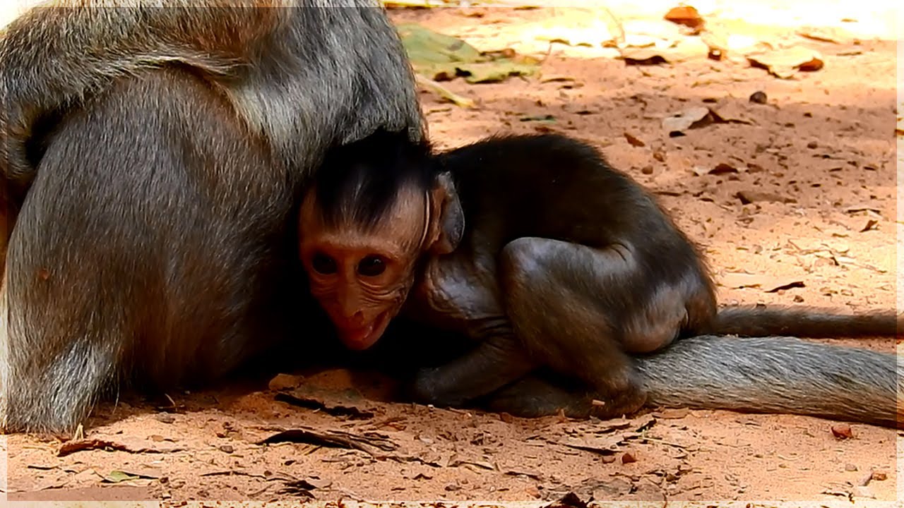 Baby Jinx screaming cry tears temper her mom | Jinx cry hug mom's tail ...