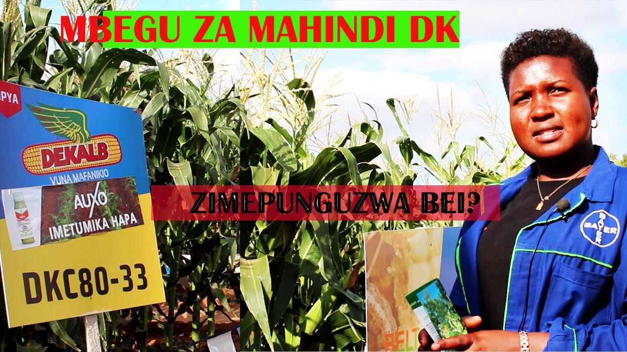 KILIMO BORA CHA MAHINDI 2022|Tumia mbegu bora za DK| - YouTube