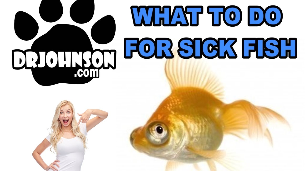 My Fish Are Sick What Should I Do? - YouTube