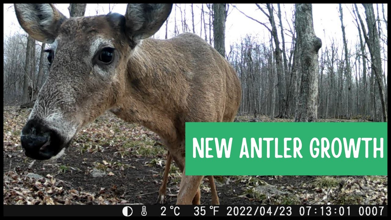 Whitetail Deer Buck: The Start of Antler Growth - YouTube