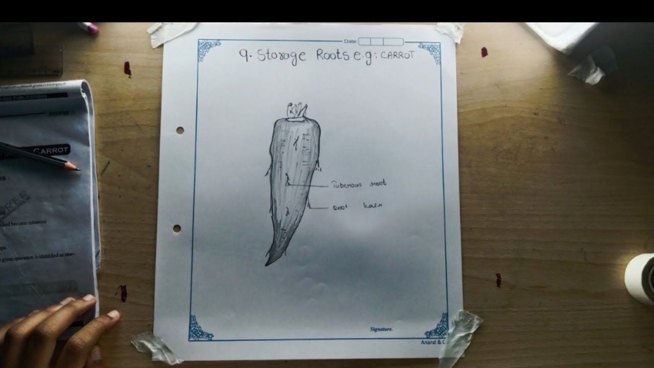 Storage Roots