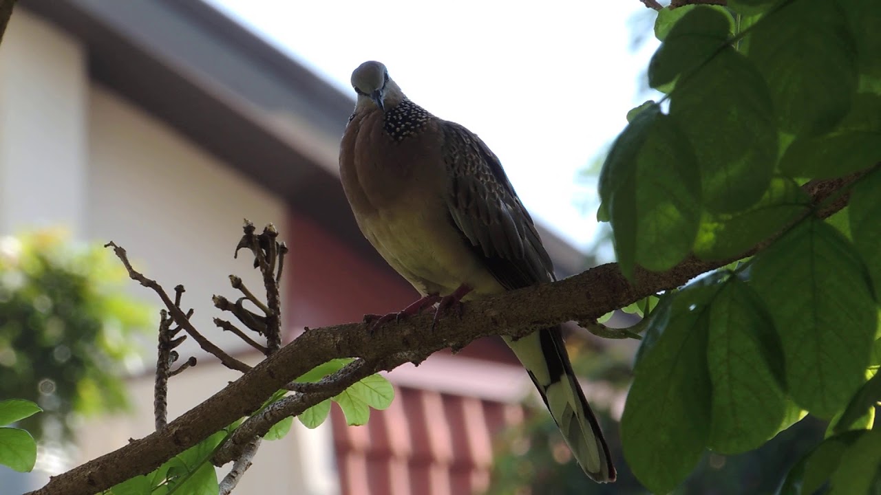 Close-up of Spotted Dove cute way of singing. - YouTube