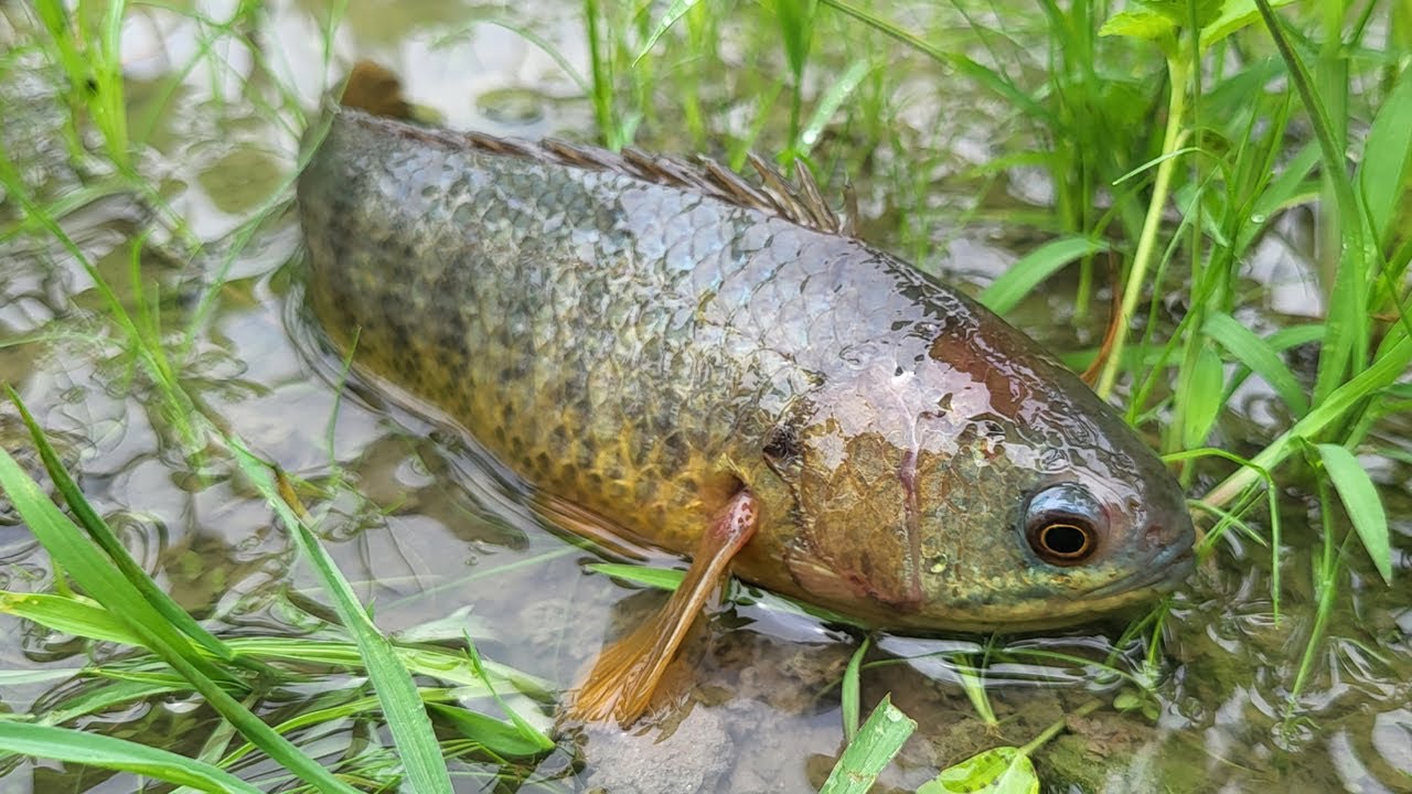 Amazing Fishing in Rainy Season | Catching Climbing Perch Fish In Rain ...