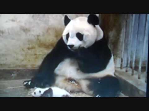panda sneeze slow motion - YouTube
