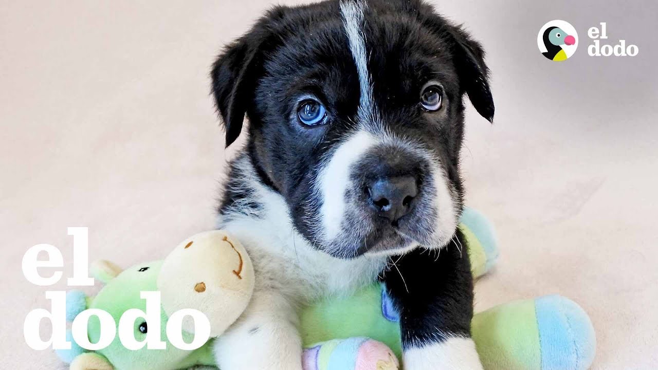 Nunca adivinarás la raza de este perro | El Dodo - YouTube