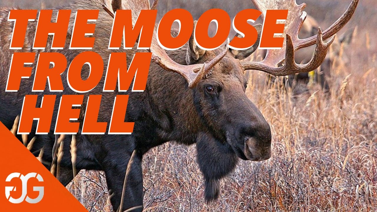 THE MOOSE FROM HELL - HITMAN - YouTube