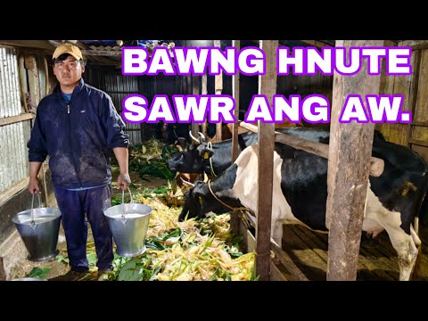 KAN BAWNG FARM AH BAWNG HNUTE SAWR ANG AW.... 