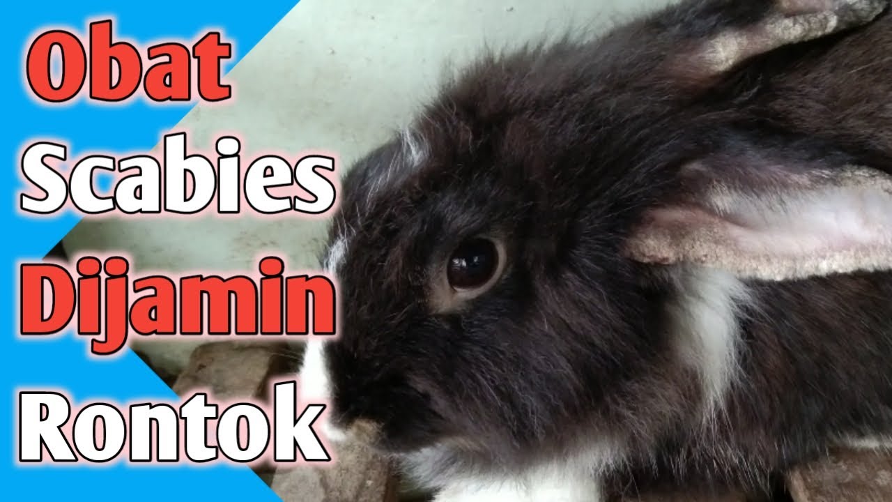 Mengatasi scabies kelinci yang membandel - YouTube