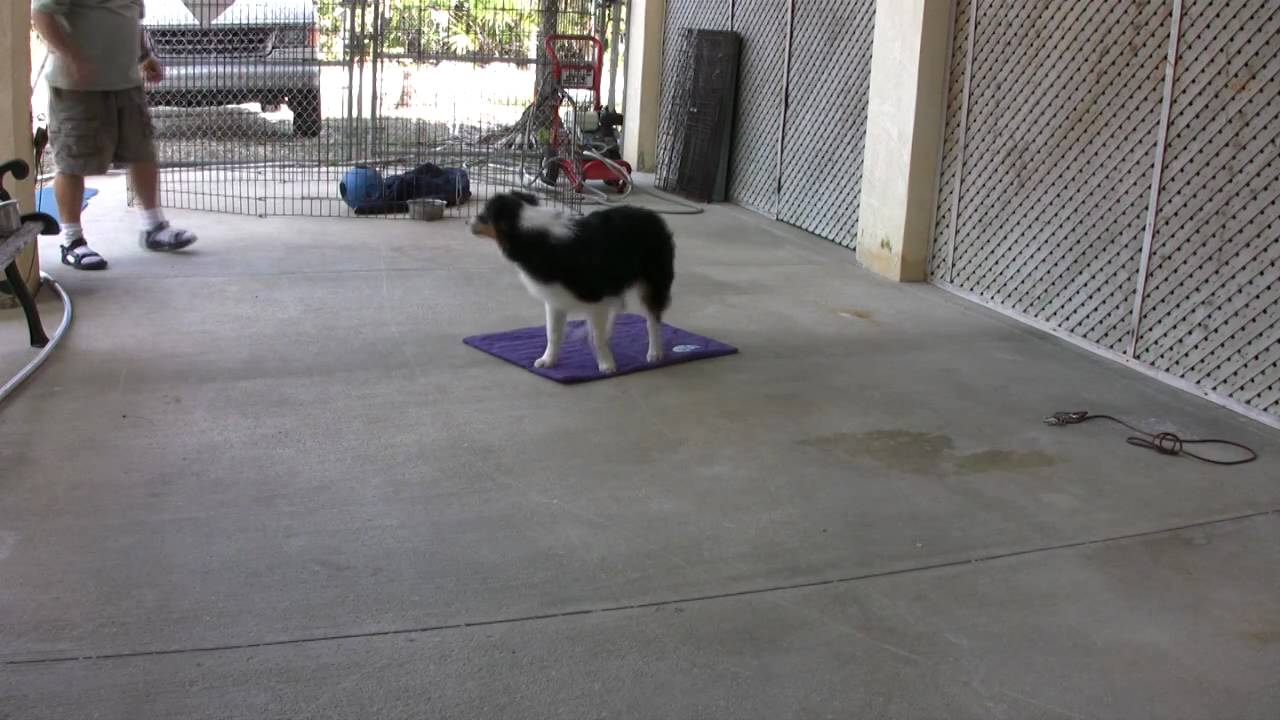 Puppy training place command raw footage - YouTube