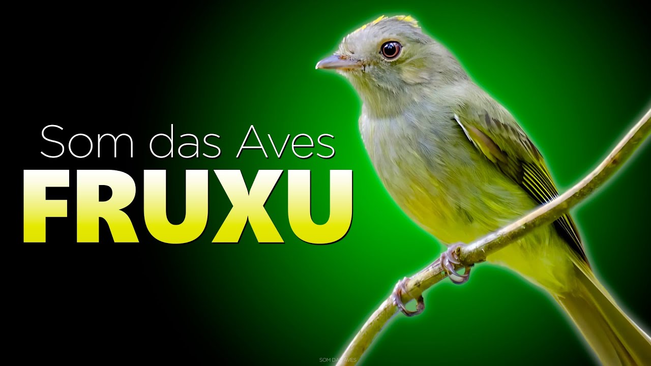 Descubra o Encantador Canto do FRUXU: Uma Voz Única da Mata Atlântica ...