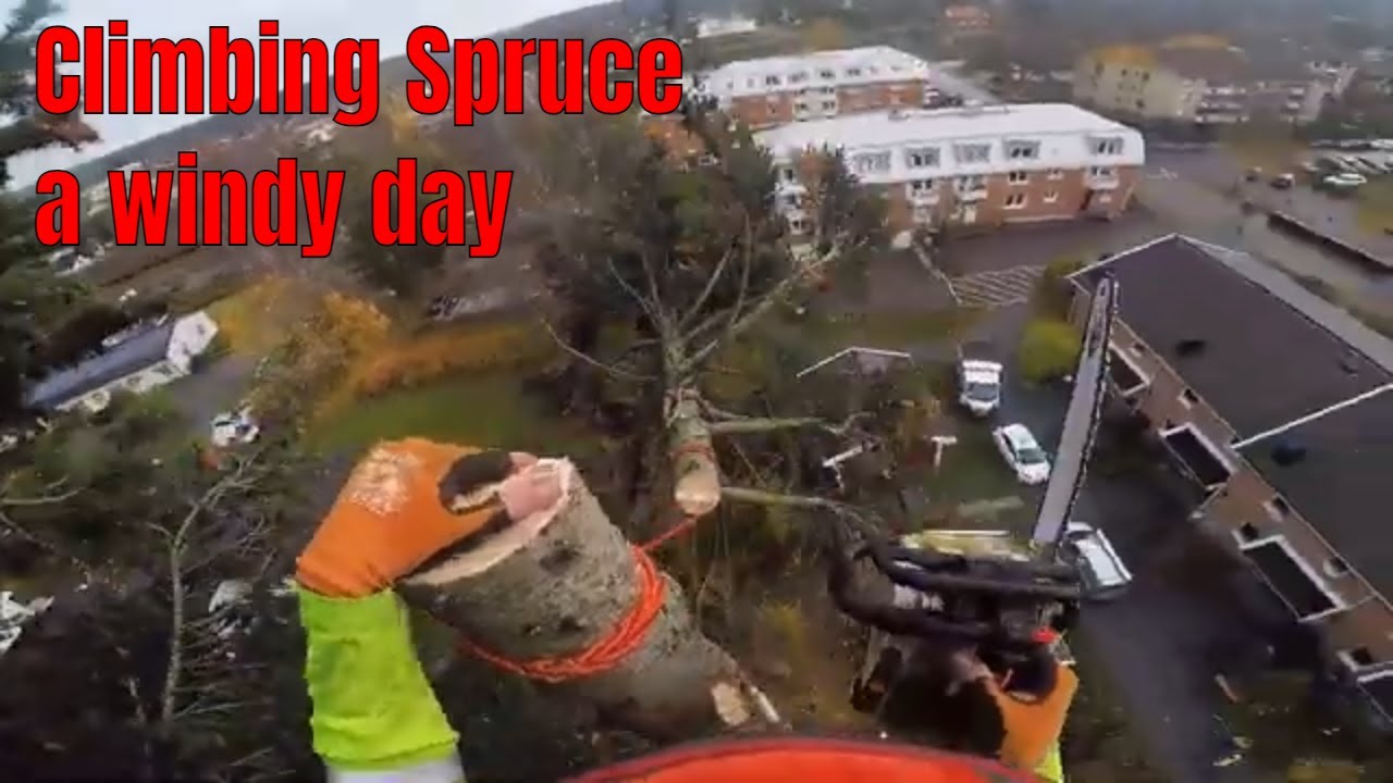 Windy day climbing a tall spruce - YouTube