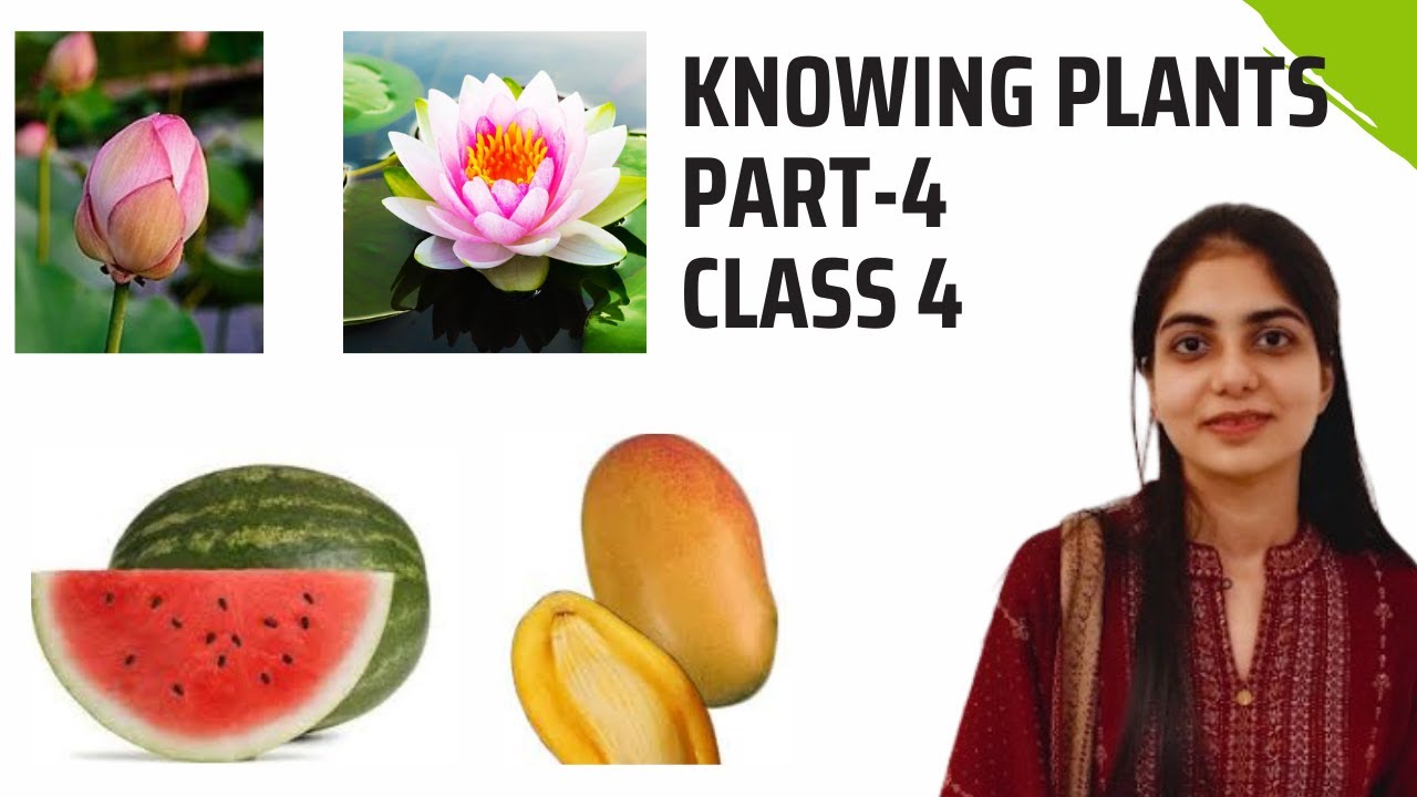 Knowing plants | Part-4 | Flowers | Fruits |Germination - YouTube