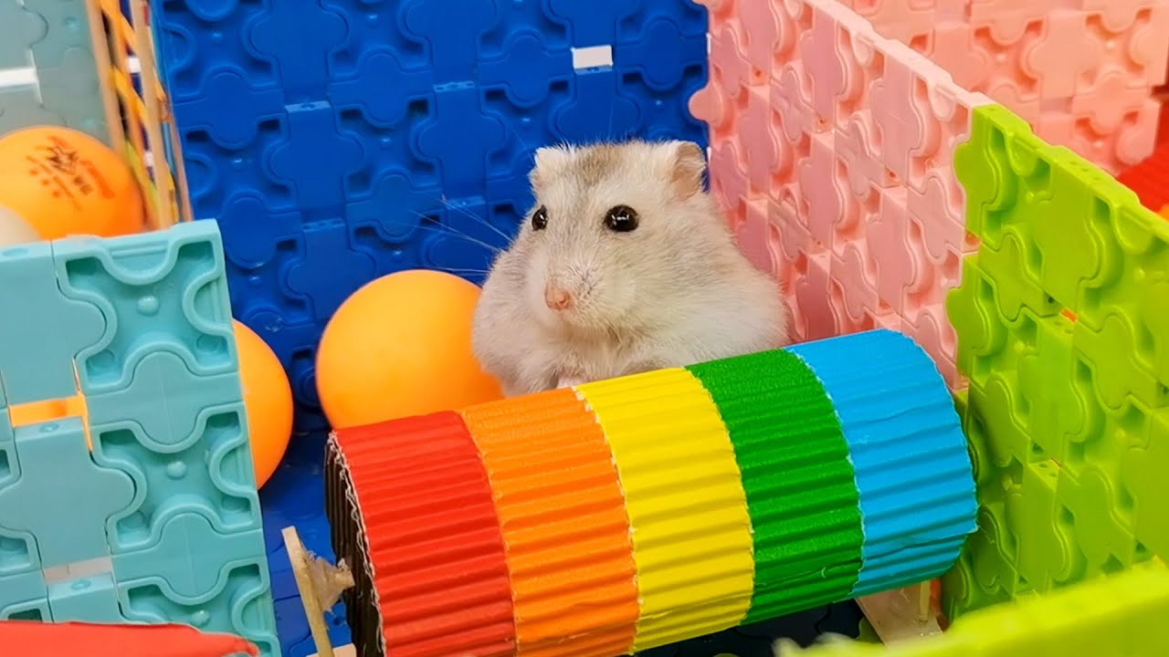 🐹 햄스터는 실제 기계 미로에 도전합니다🐹 Hamsters challenge real-life mechanical ...