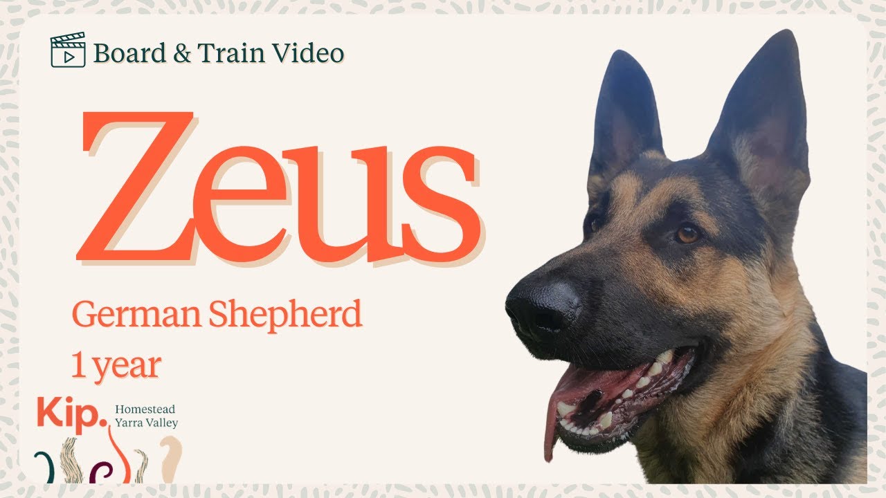 Zeus Training Video - YouTube