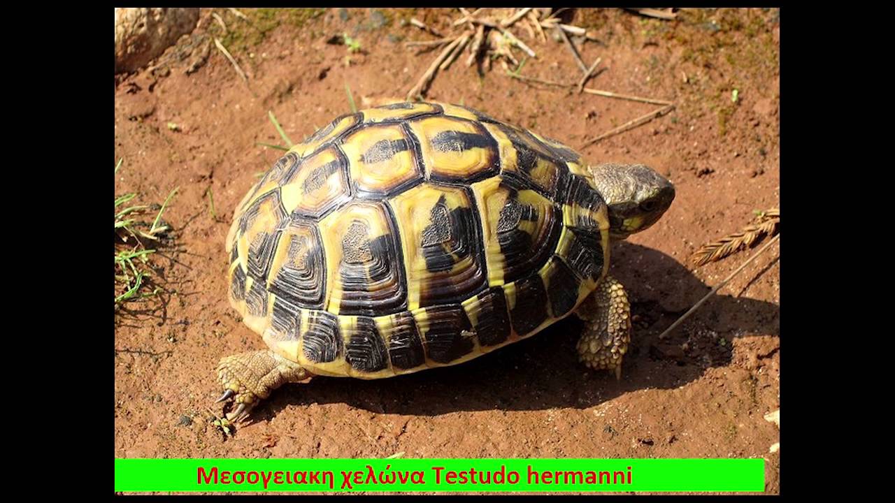 ΕΡΠΕΤΑ [REPTILES ] ΣΤΗΝ ΛΙΜΝΗ ΠΟΛΥΦΥΤΟΥ ΚΟΖΑΝΗΣ ΣΤΑΥΡΟΣ ΚΑΙ ΕΥΑΓΓΕΛΙΑ ...