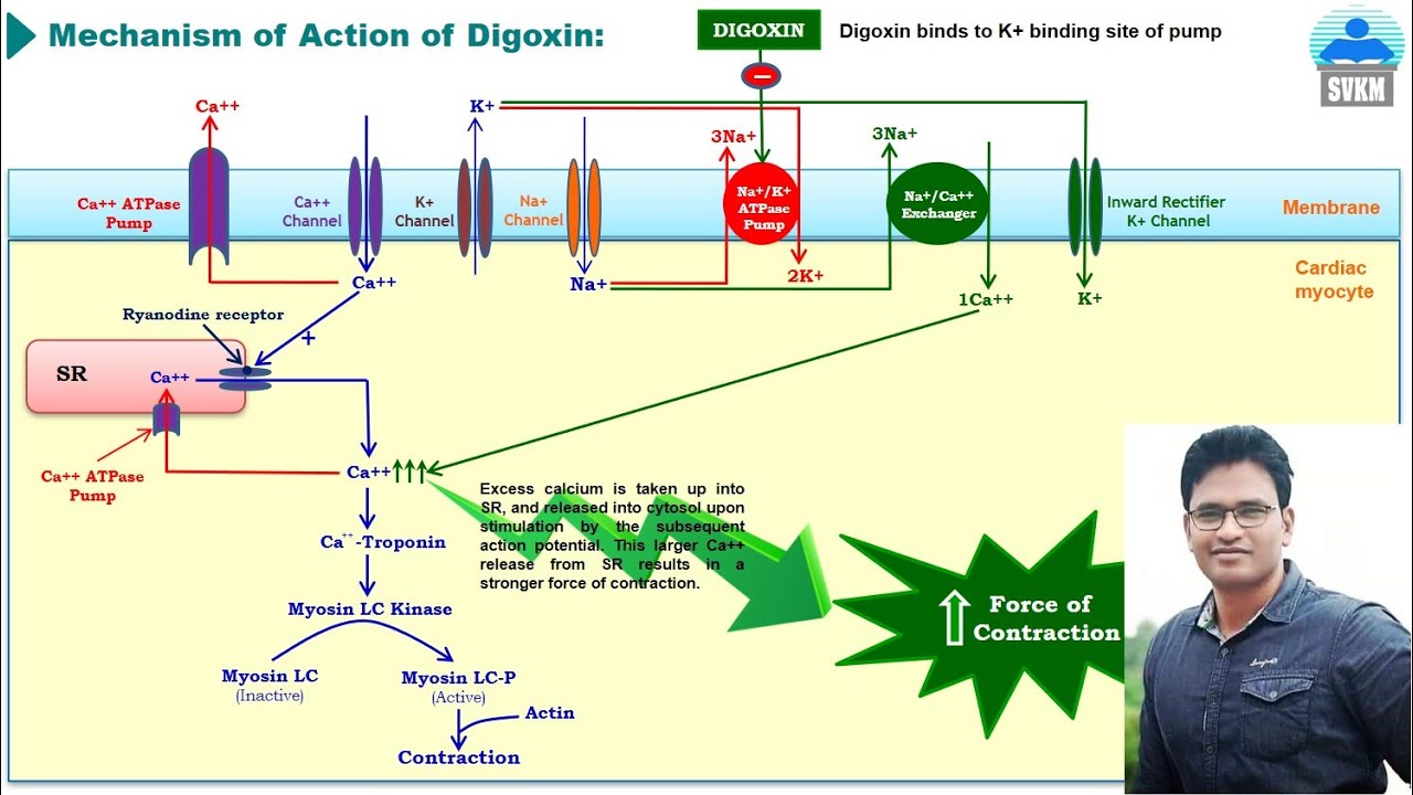Mechanism of Action of Digoxin - YouTube