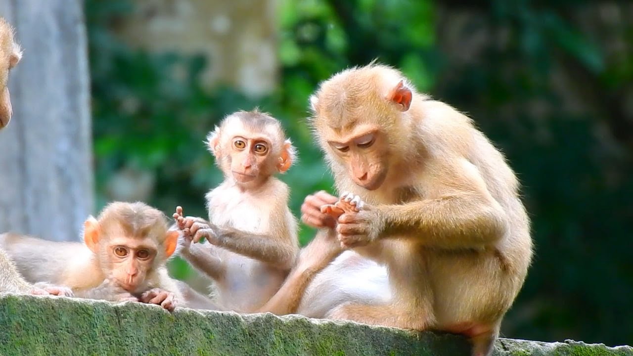 Monkey Pretty She is like a sister or mother she always takes care of ...