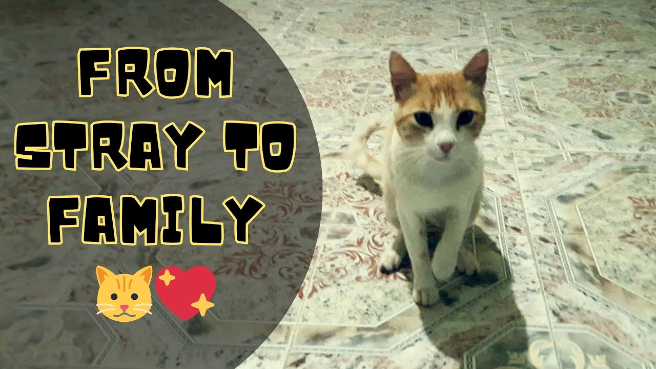 The poor cat is living its last moments on the street, and no one is ...