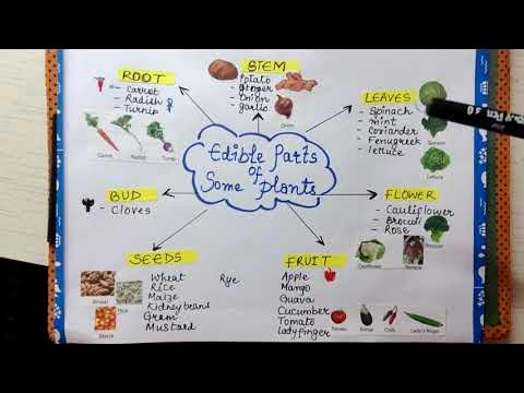 Edible parts of plants with Examples : VI Science - YouTube