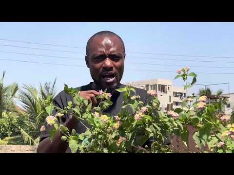 Ananse dokono benefits - YouTube