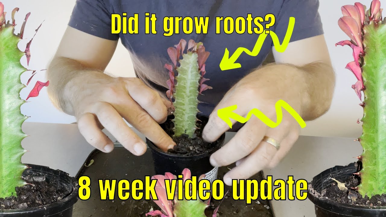 African milk tree cutting propagation (8 week update) | Did it grow ...