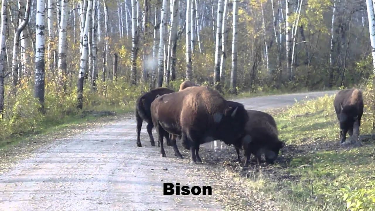 Wildlife in Manitoba - YouTube