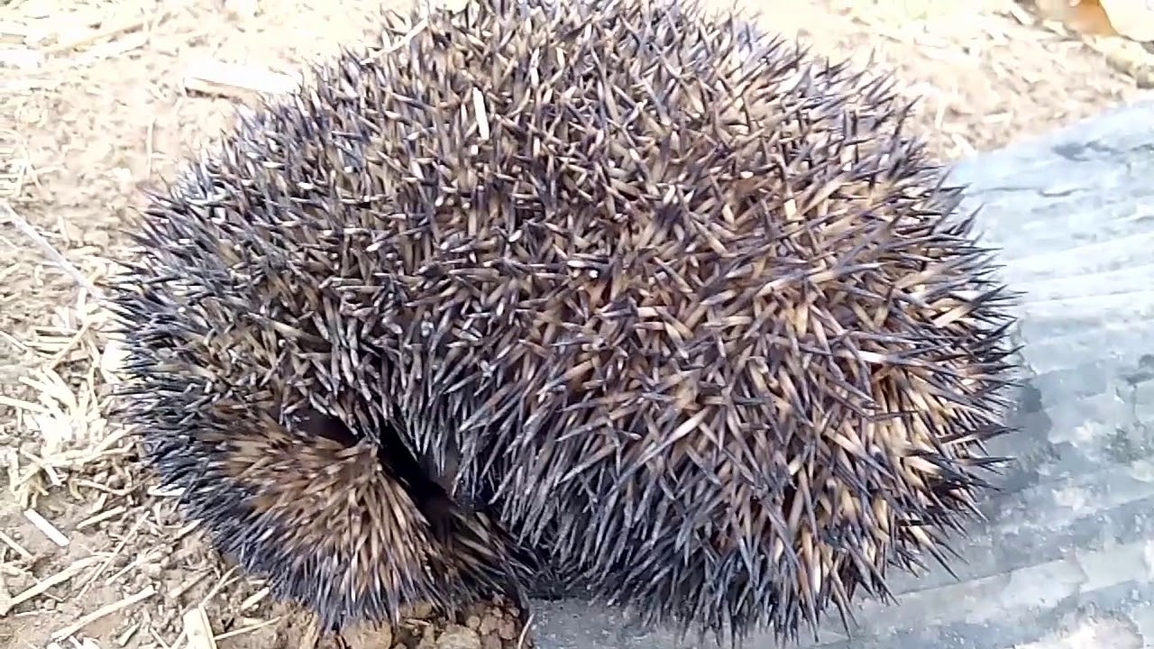 झाऊ चूहा या मूषा (कांटेदार चूहा, Hedgehog)। Jhau Musa Animal - YouTube