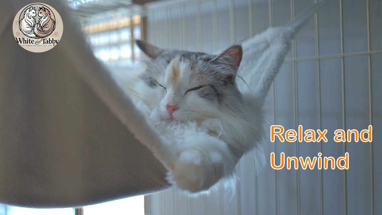 White cat relaxes on a perch while tabby drifts to sleep in the hammock ...