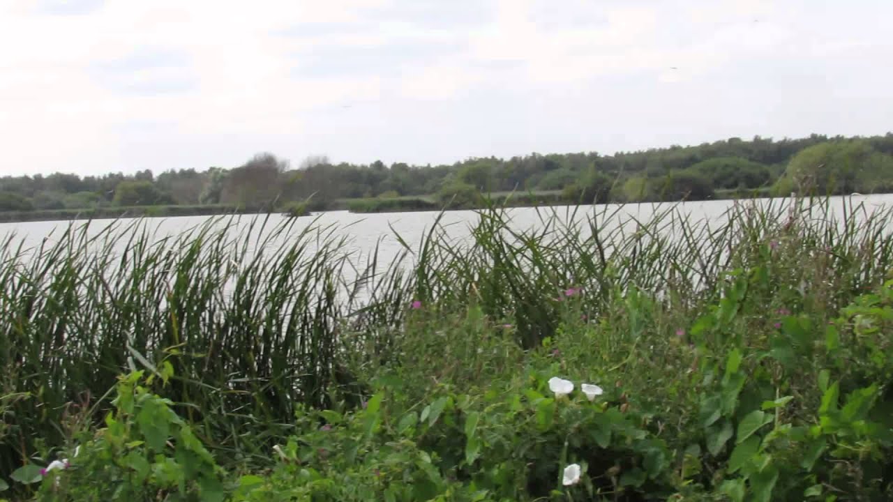 Flood defences and lake at Stodmarsh NNR 01 Aug 2014 - YouTube
