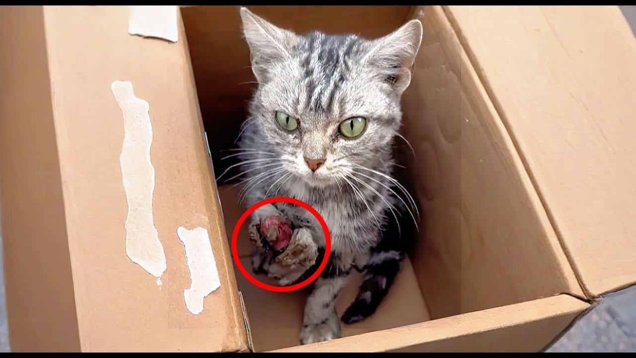 🔥 From Near Death to New Life! Stray cat with exposed left leg bone ...