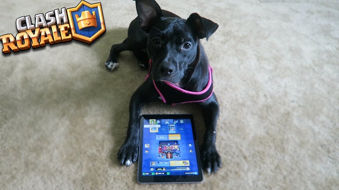LETTING MY DOG PLAY CLASH ROYALE! - YouTube