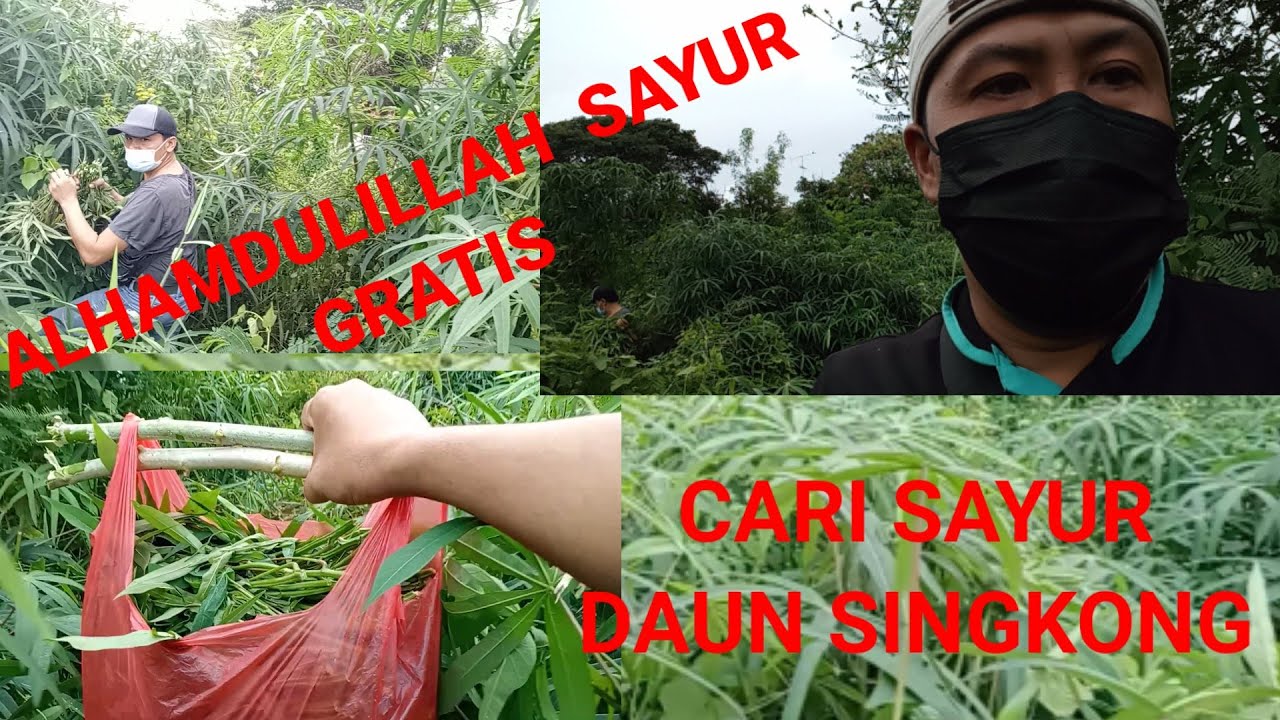 BOLANG CARI SAYUR DAUN SINGKONG DEKAT HUTAN - YouTube