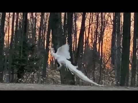 White peacock takes flight