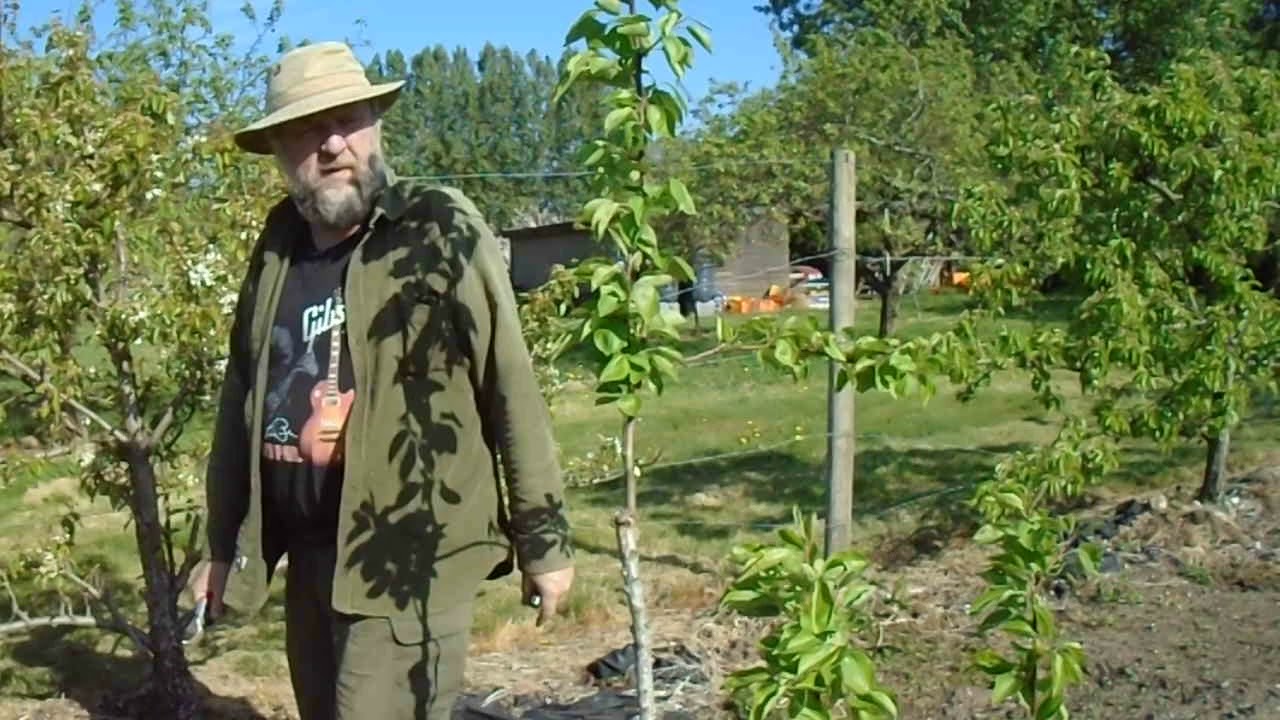 Perry pear grafting, after care of developing trees - YouTube